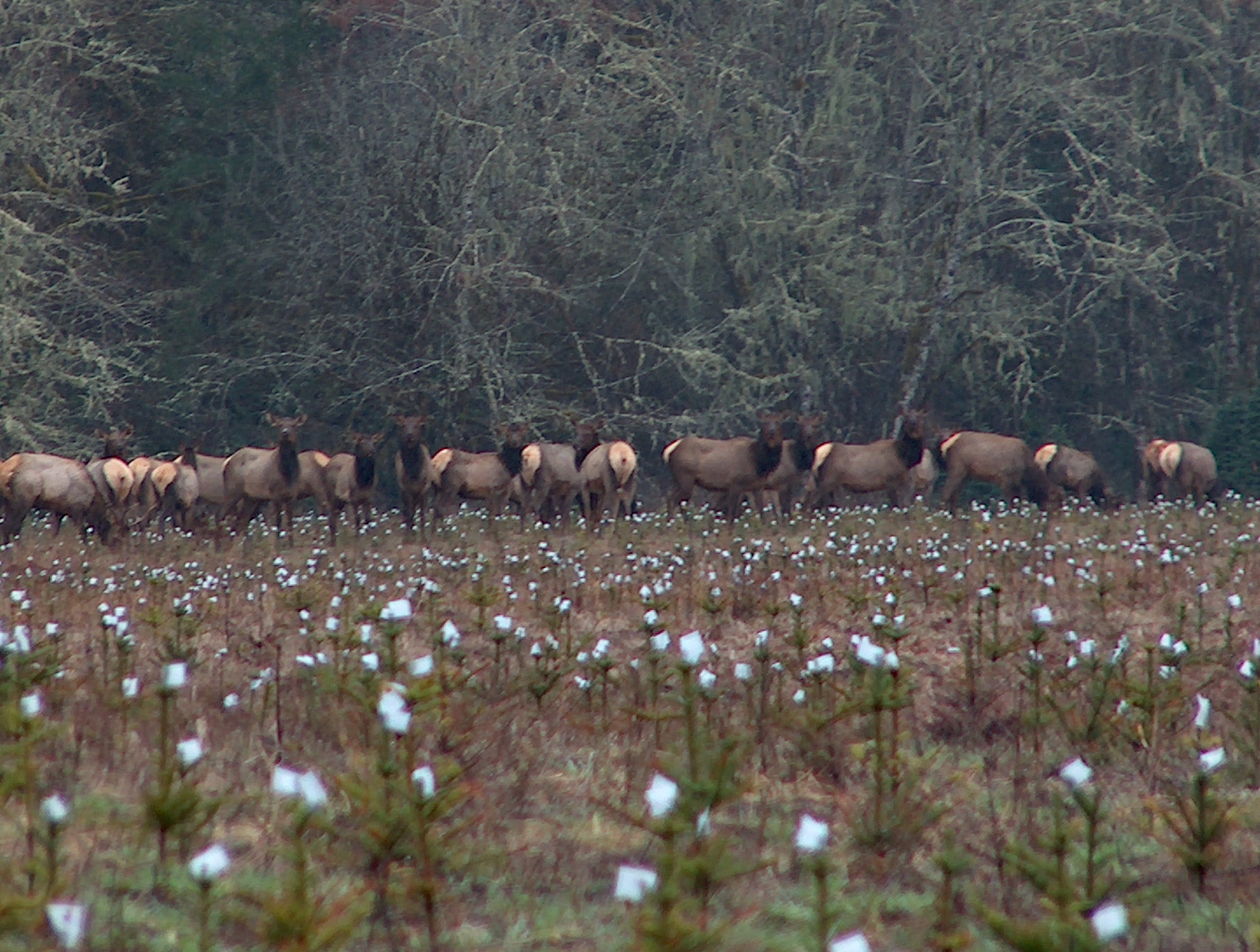 Spring time on a tree farm – Santa and Sons